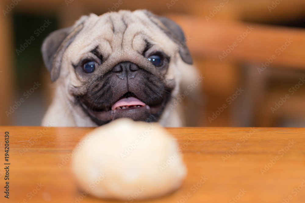 Pug Looks Like Bread
