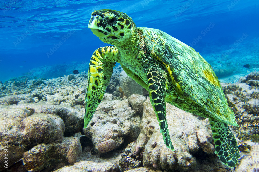 Hawksbill sea turtle swimming in Indian ocean in Maldives Stock Photo ...