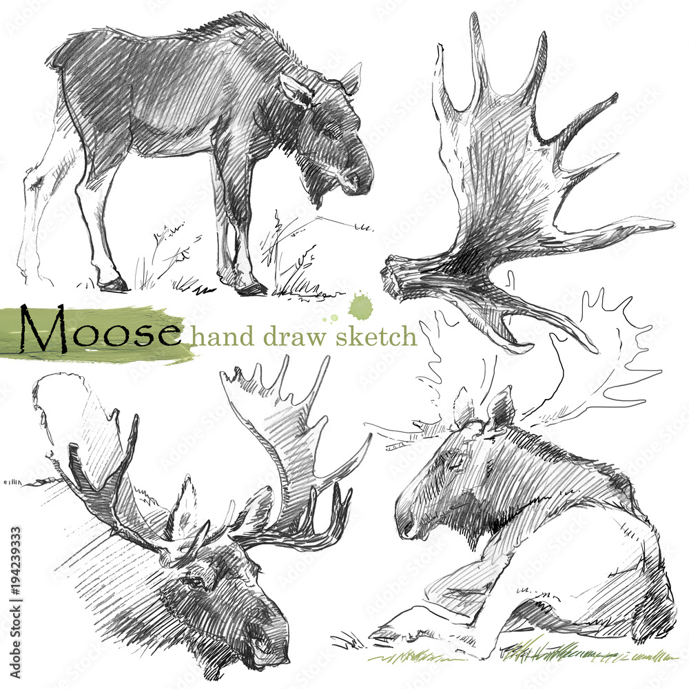Moose hand draw sketch. Wild animal illustration. Stock Illustration ...