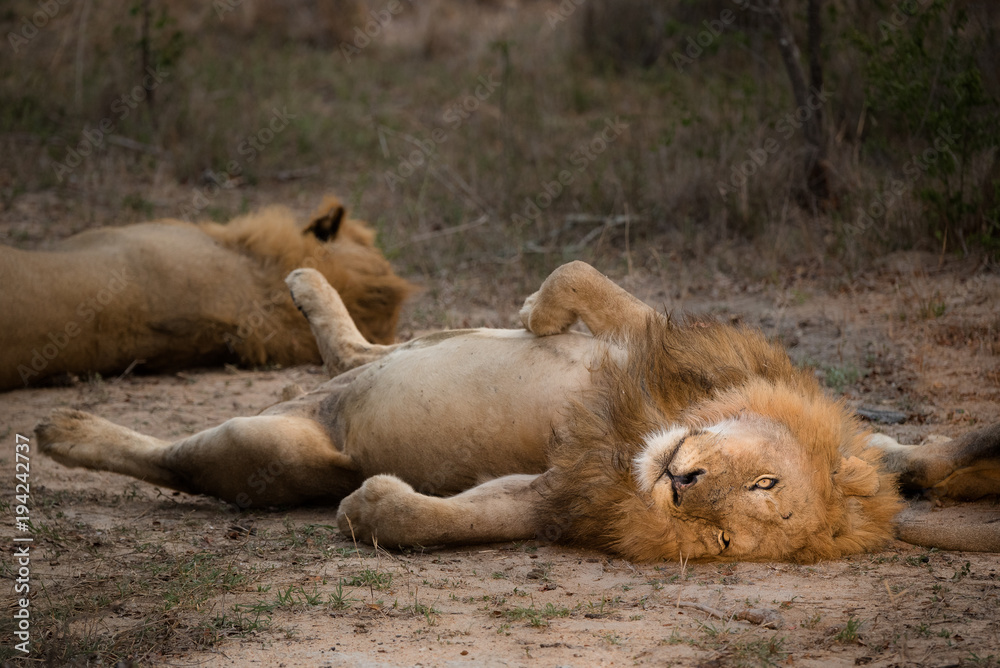Lion Lying On Back