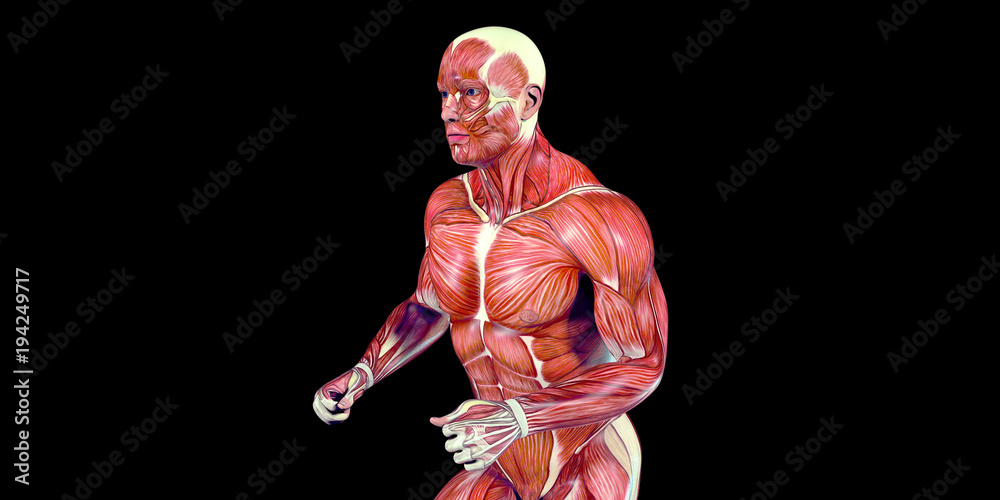 Human Male Body Anatomy Illustration with visible muscles Stock ...