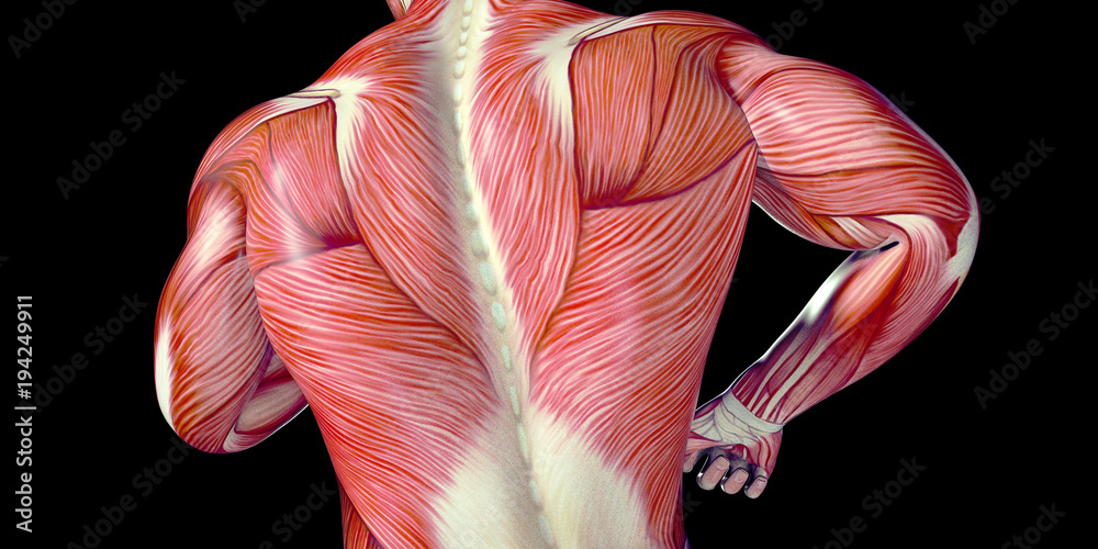Human Male Body Anatomy Illustration with visible muscles ilustração do ...