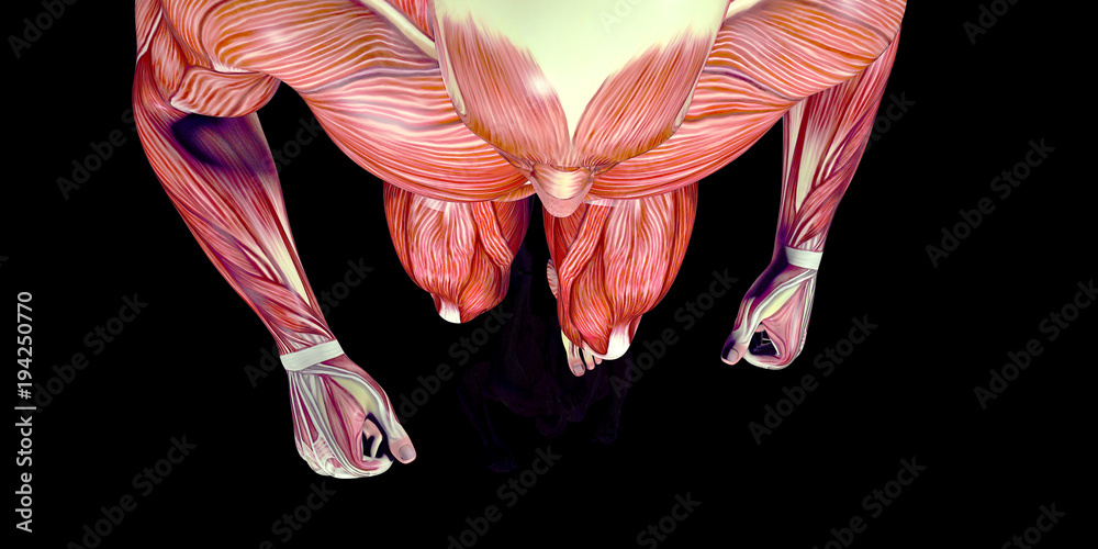 Human Male Body Anatomy Illustration with visible muscles Stock ...