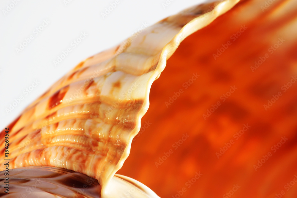 Empty shell of sea snail, Atlantic triton trumpet, Charonia variegata ...
