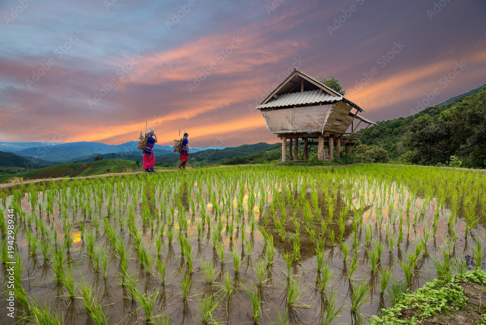 Hmong woman with rice field terrace background in Chiangmai , Thailand ...