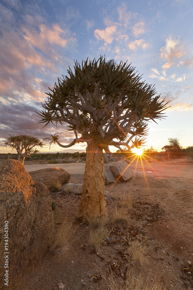 Landscape of a Quiver Tree with sun burst and thin clouds in dry desert ...