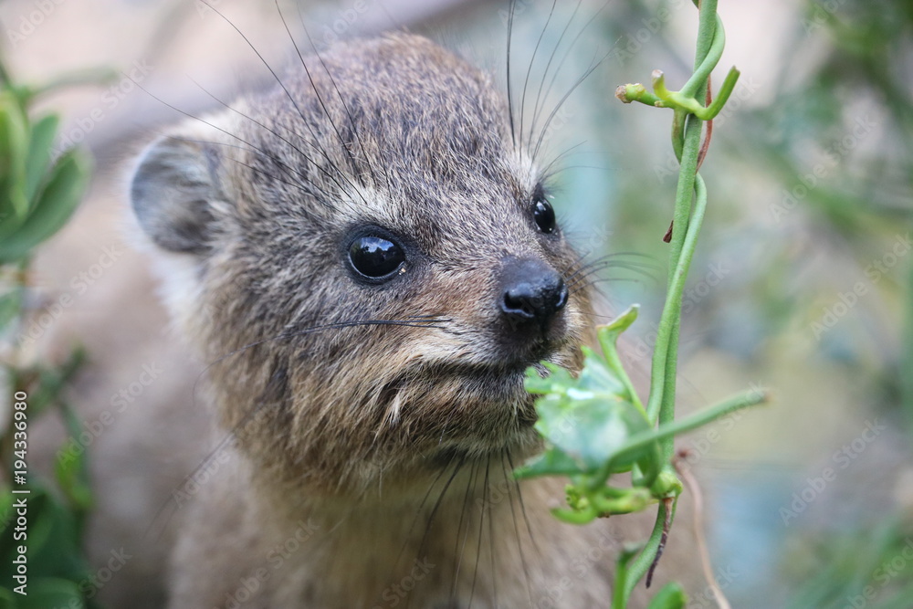 dussy Stock Photo | Adobe Stock