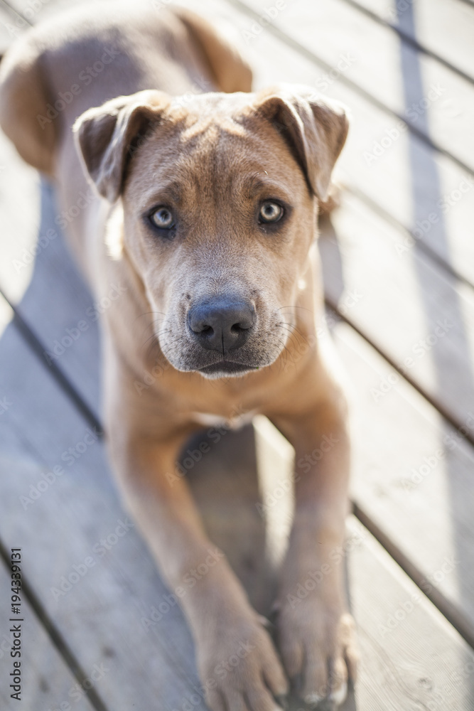 pic Stock Photo | Adobe Stock