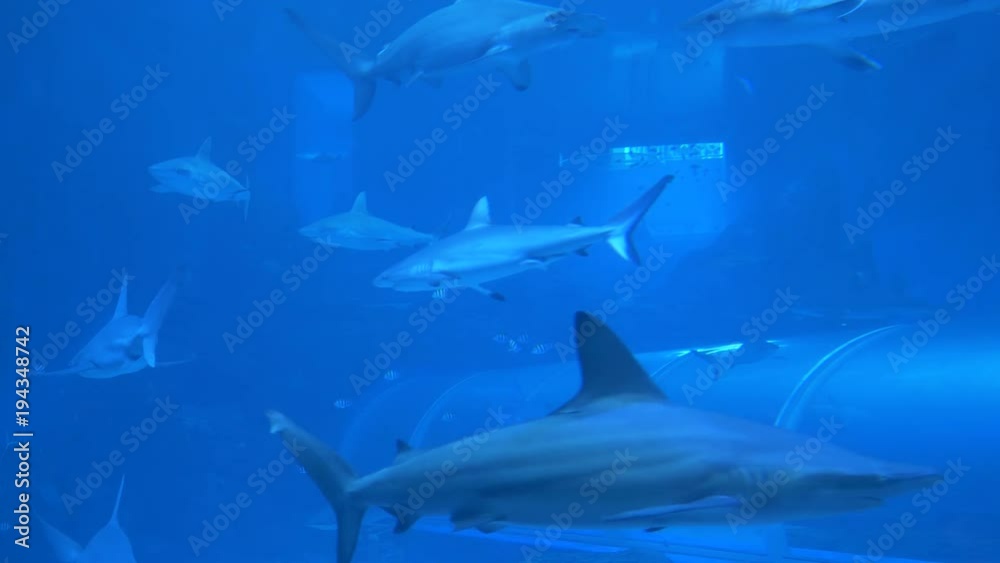 Aquarium in Singapore displaying a fish tank full of swimming sharks ...