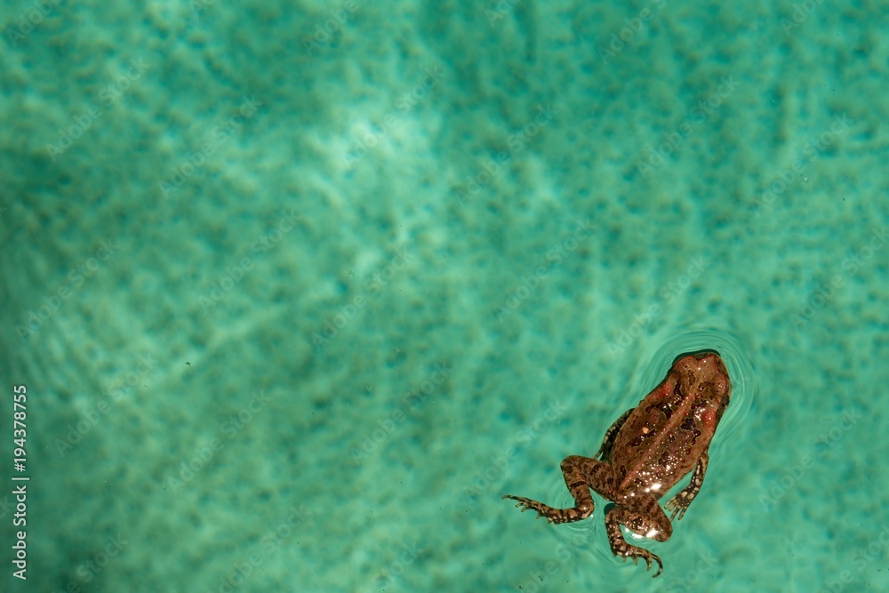 Cane toad swimming in backyard swimming pool Stock Photo | Adobe Stock