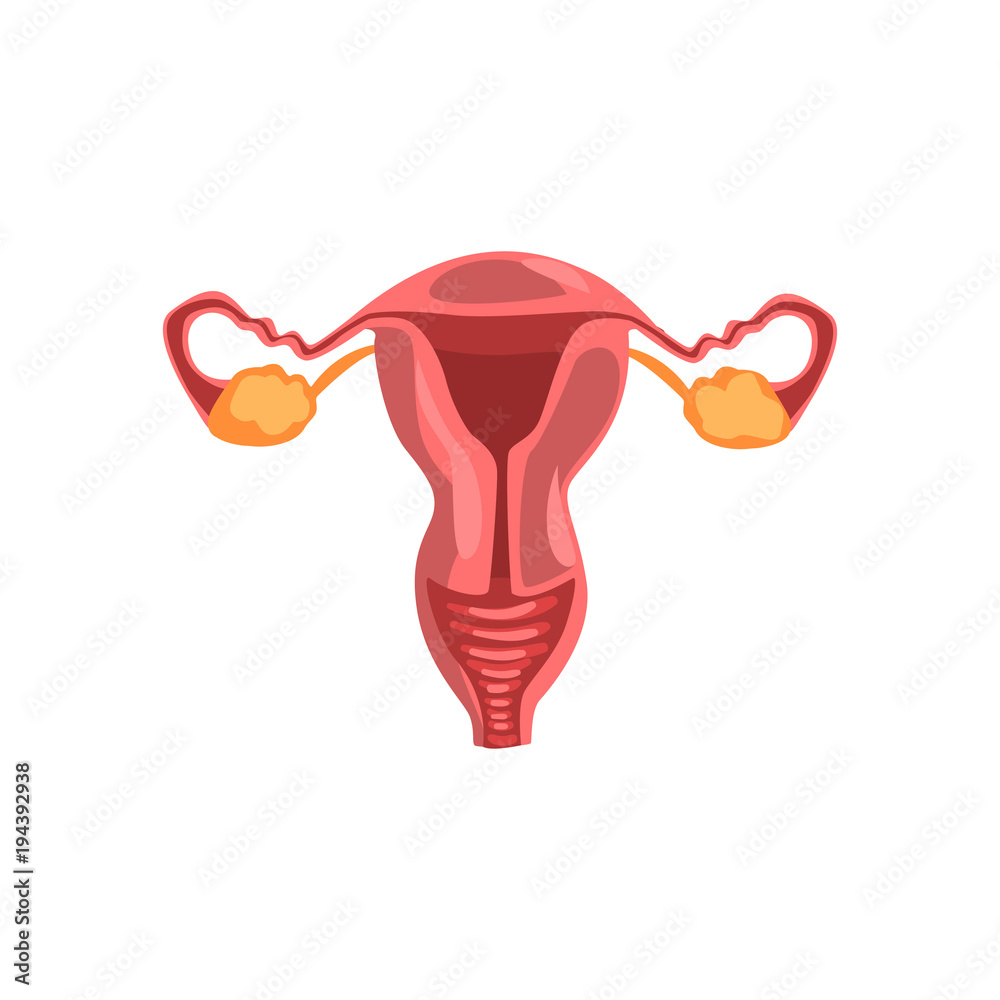 Female reproductive system, human internal organ anatomy vector ...