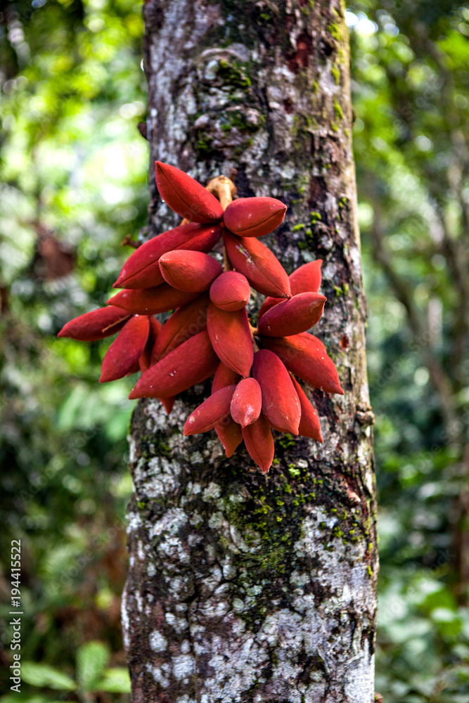 Fruit of the Kalumpang Tree in the Rainforest Discovery Centre in ...