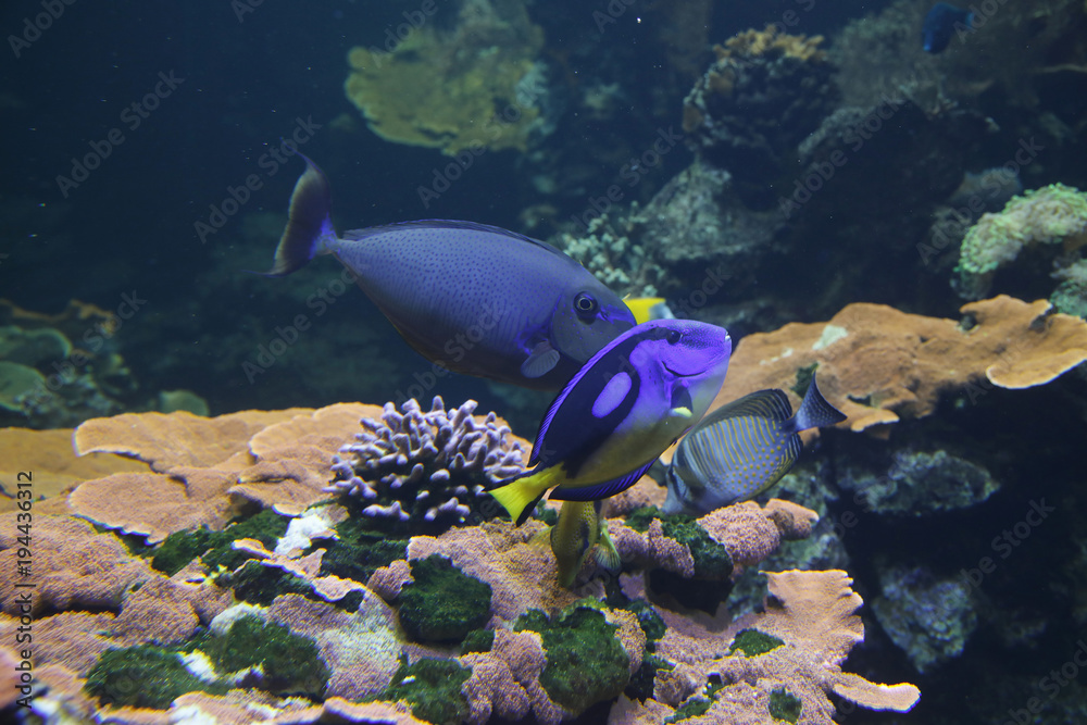 Paletten-Doktorfisch (Paracanthurus hepatus) und Masken ...