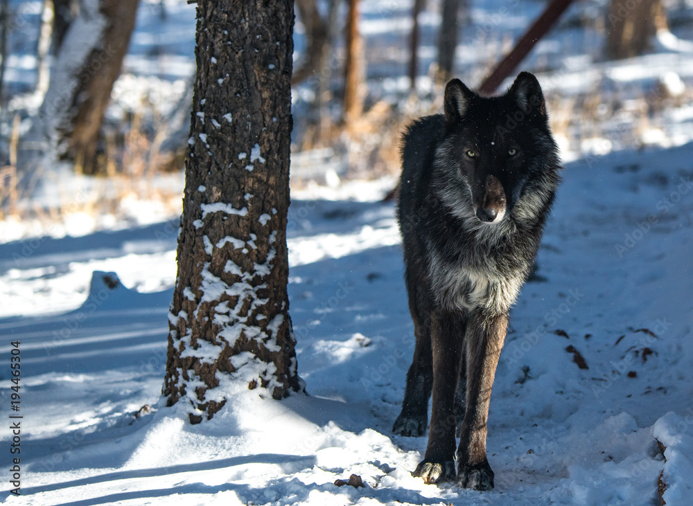 Black Tundra Wolf