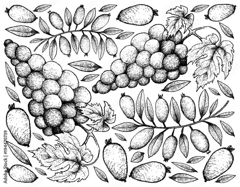 Hand Drawing Background of Red Grapes and Arrayan Fruits Stock Vector ...