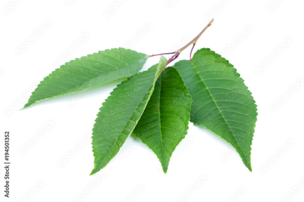 Kirschblatt Kirschblätter Süßkirschblatt Süßkirschenblatt ...