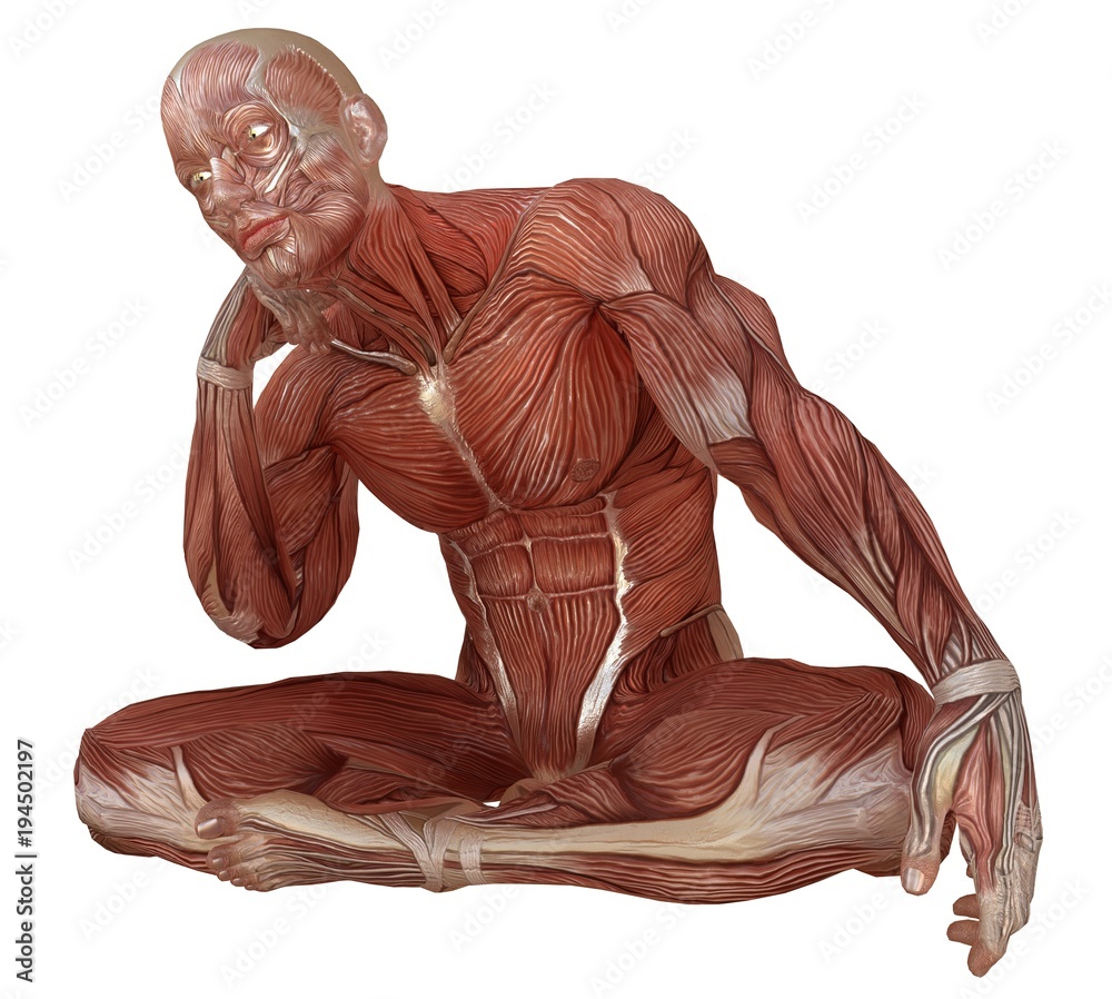 Male body without skin, anatomy and muscles 3d illustration isolated on ...