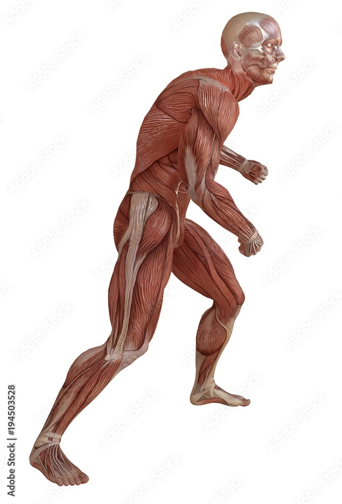 Male body without skin, anatomy and muscles 3d illustration isolated on ...