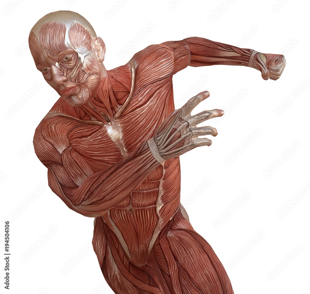 Male body without skin, anatomy and muscles 3d illustration isolated on ...