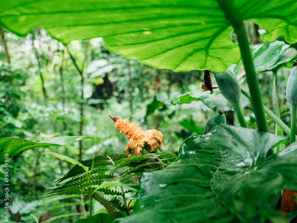 Asian taro Stock Photo | Adobe Stock