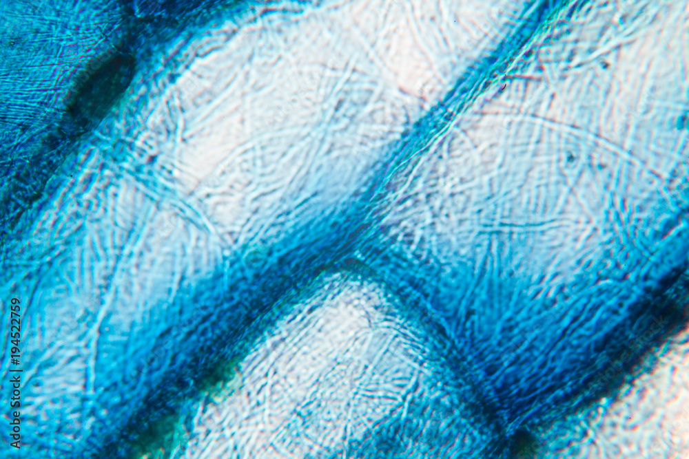 Onion cells at the microscope Stock Photo | Adobe Stock