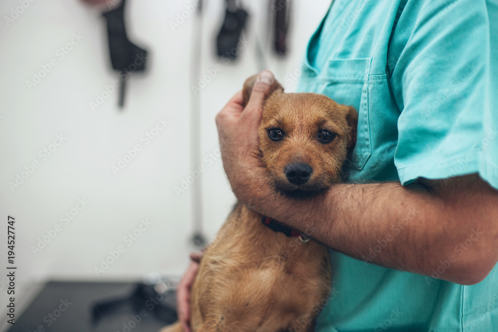 Veterinarian preparing a dog for a surgical procedure Stock Photo ...