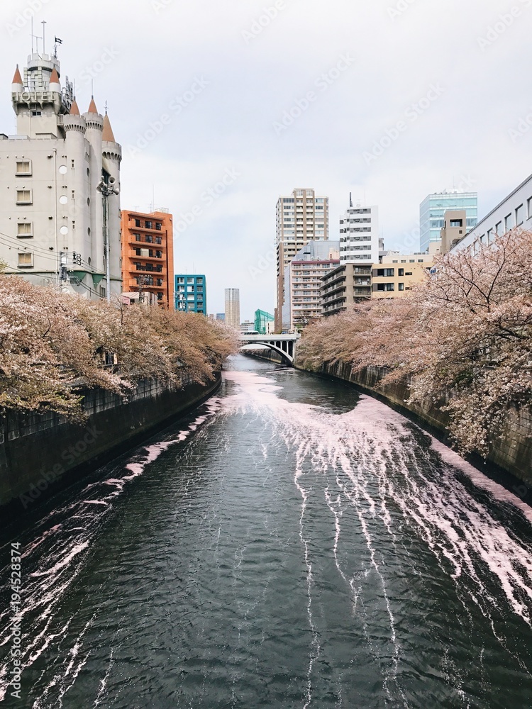 cherry blossoms floating down river panoramic view of japanese ...