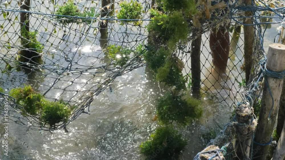 Asian Farmer Harvesting Algae at Seaweed Farm Plantation. 4K. Nusa ...