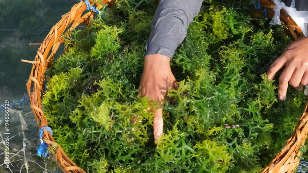 Asian Farmer Woman Collecting Algae at Sea Weed Farm Plantation ...