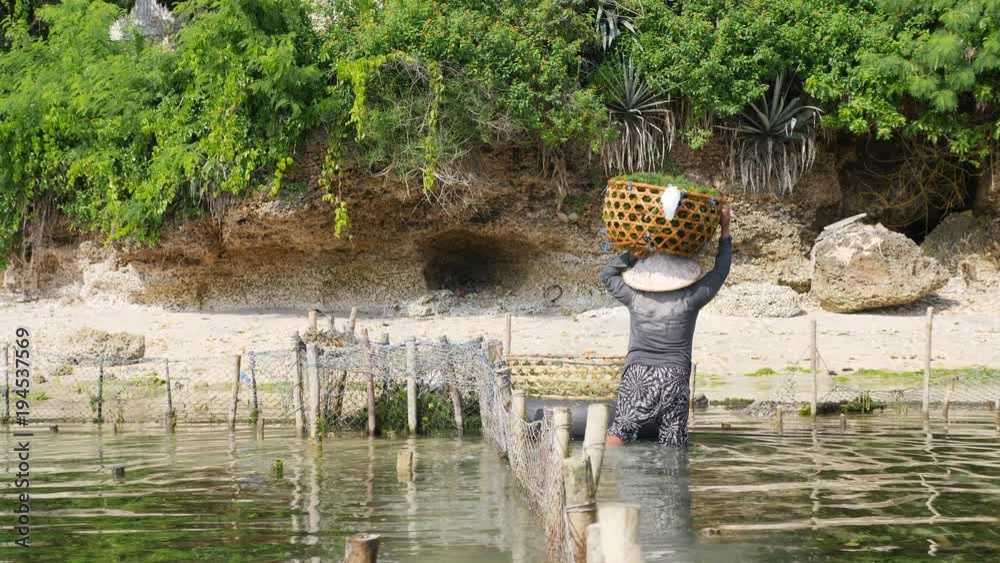 Asian Farmer Woman Carries Basket of Algae Sea Weed on Her Head at Farm ...