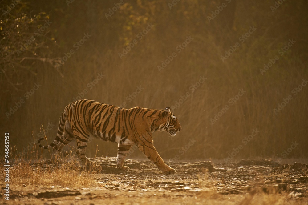 Wild Bengal Tiger or Indian Tiger (Panthera tigris tigris) walking on a ...