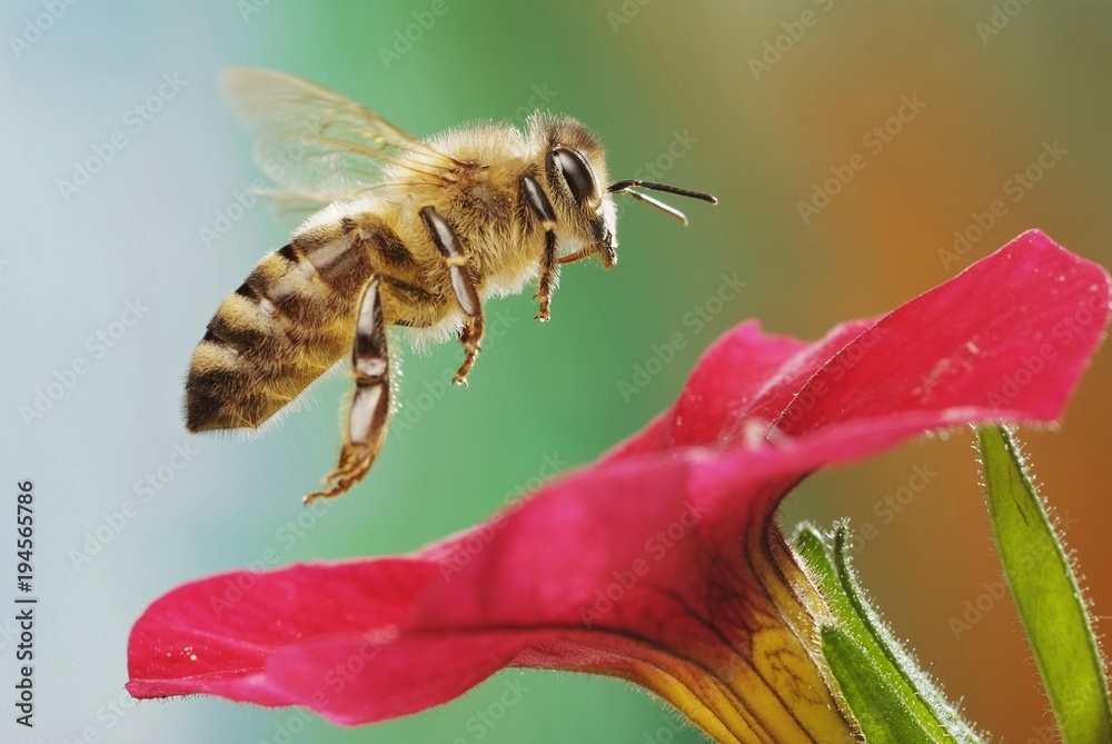 German Honey Bee