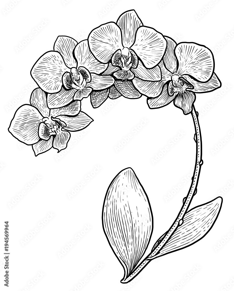 Orchid flower illustration, drawing, engraving, ink, line art, vector ...