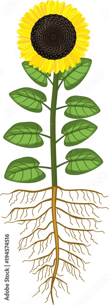 Sunflower Plant With Roots