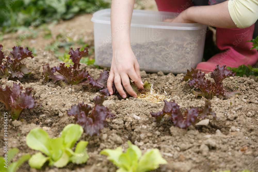 Little girl working in the garden, putting mulch among salad seedlings ...