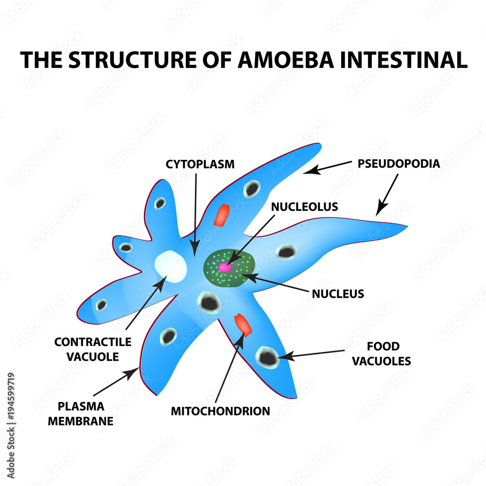 The structure of the amoeba is intestinal. Gastrointestinal Amebiasis ...
