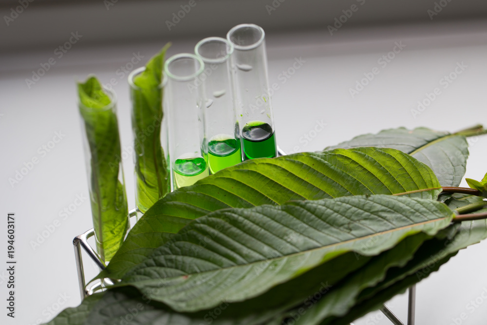 Science Research leaves of Mitragyna speciosa (kratom) and Chemical analysis in Lab. Stock Photo ...
