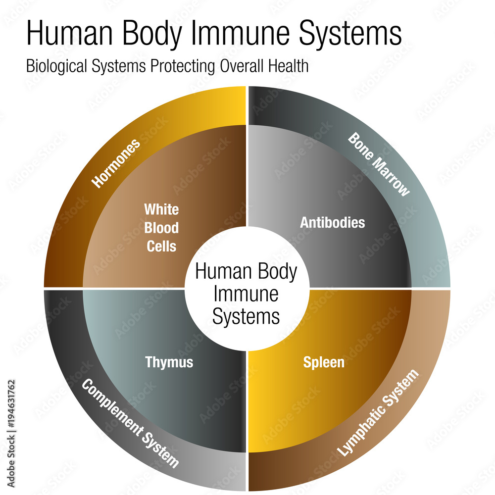 Human Body Immune Systems Chart Stock Vector | Adobe Stock