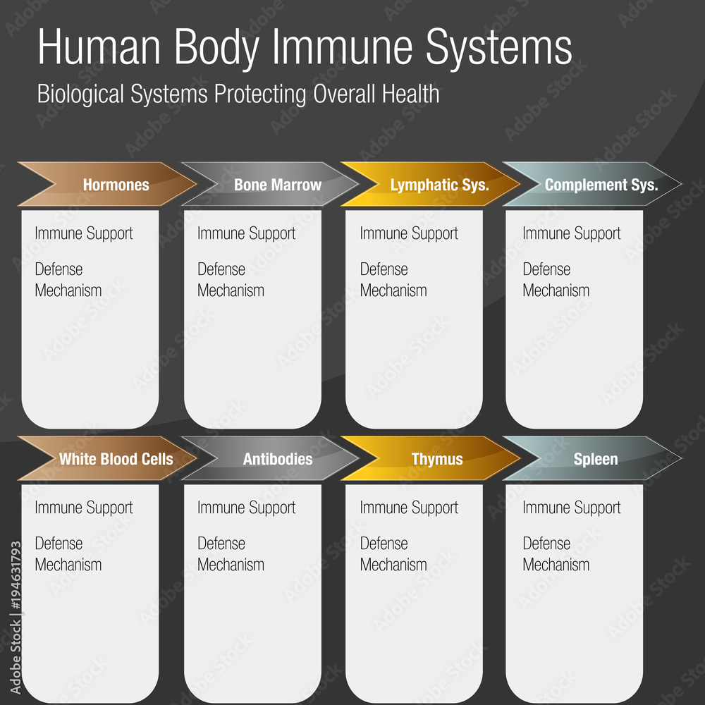 Human Body Immune Systems Chart Stock Vector | Adobe Stock