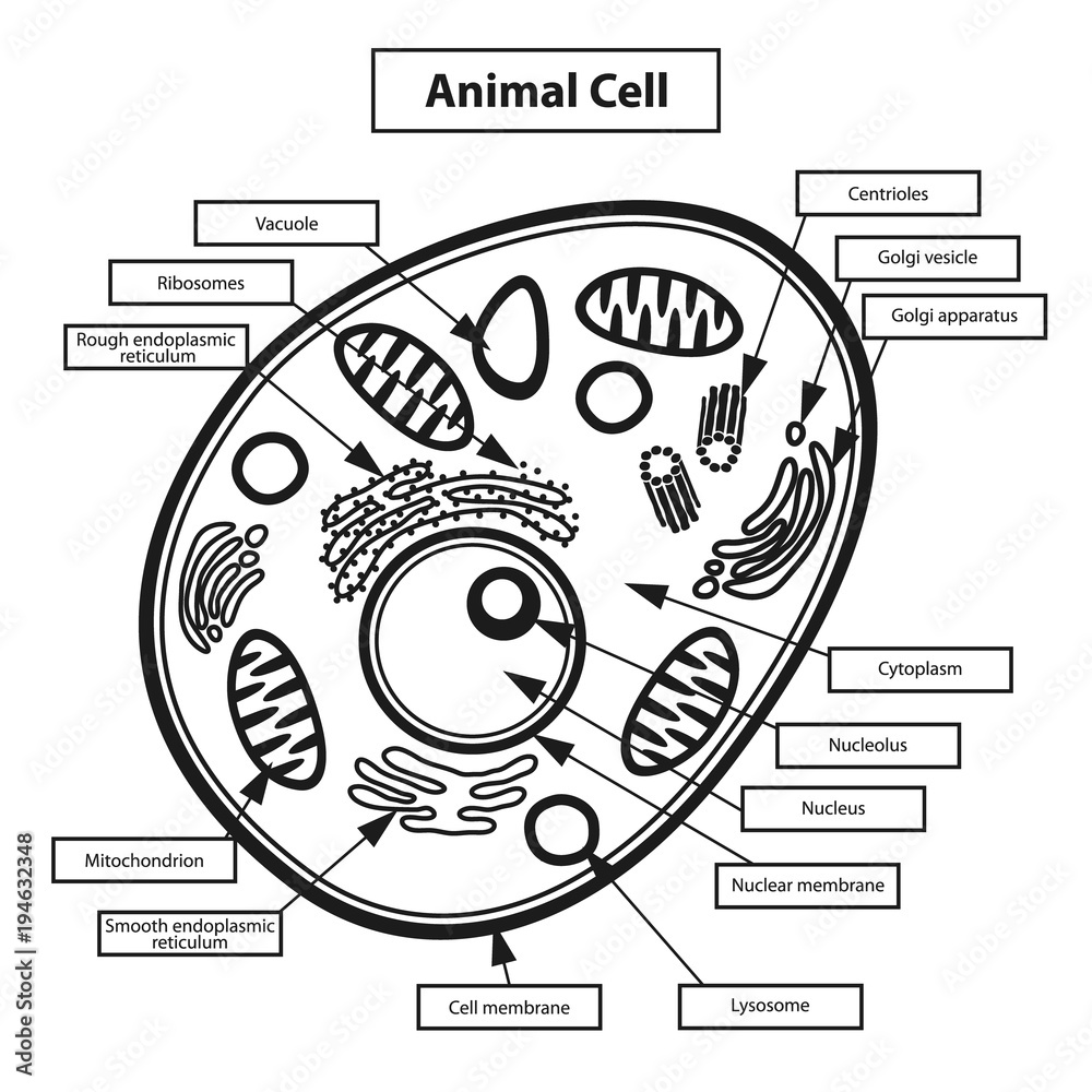 Animal cell illustration Stock Vector | Adobe Stock