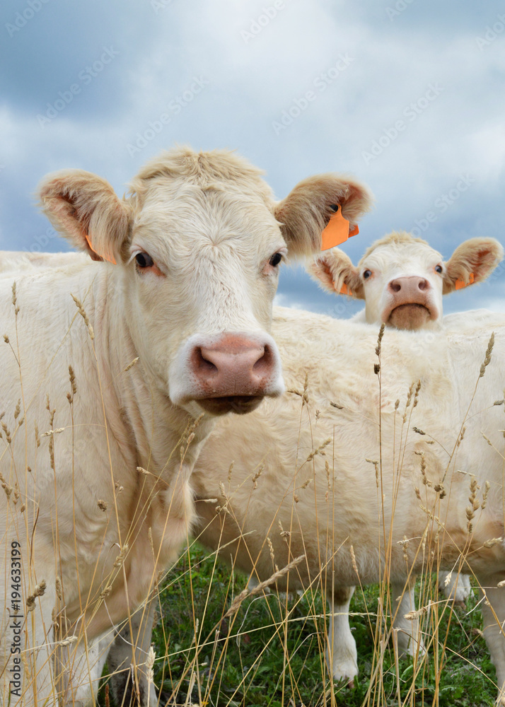 A herd of calves in a field. Breeding cow of Charolais breed. Stock ...