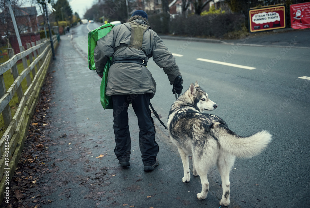 koda the Northern Inuit Dog walking around england cleaning up Street ...