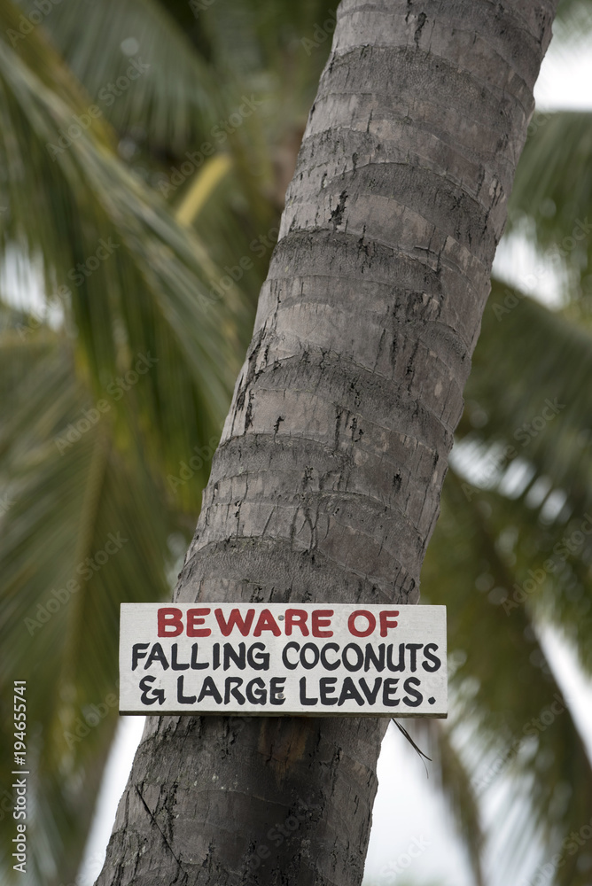 Fiji, Pacific Islands. 'Beware of Falling Coconut' sign posted on tree ...