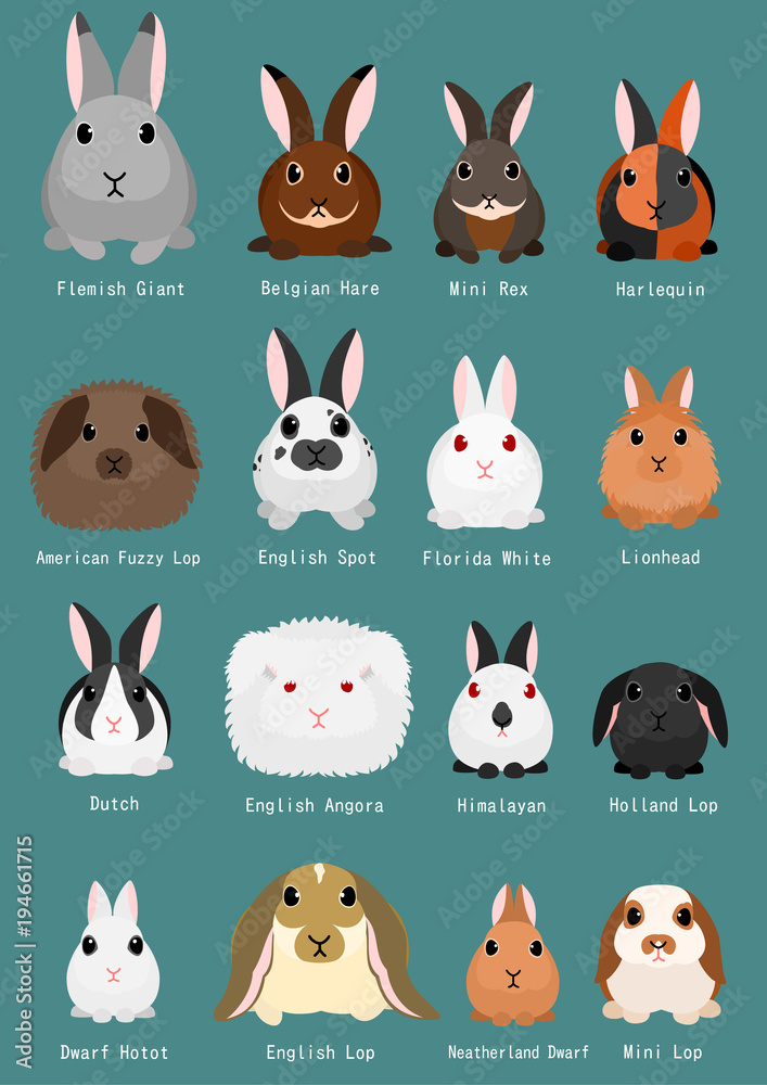 Rabbits Breeds Chart Stock Vector Adobe Stock Rabbits Breeds Chart Stock Vector Adobe Stock
