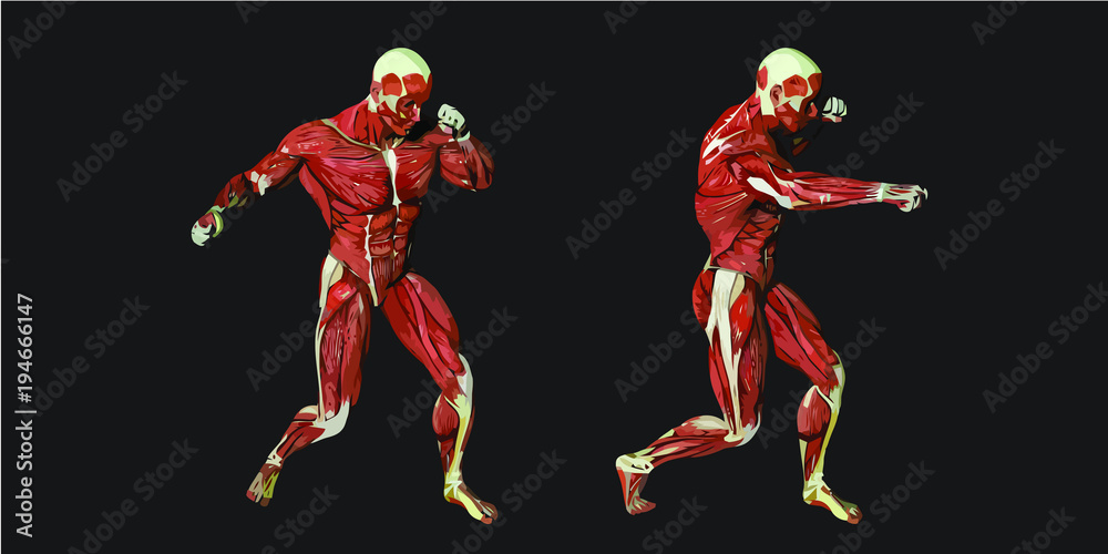 Human Body Anatomy Illustration With Visible Muscles and Tendons Stock ...