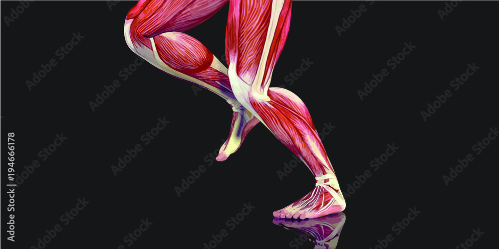 Human Body Anatomy Illustration With Visible Muscles and Tendons Stock ...