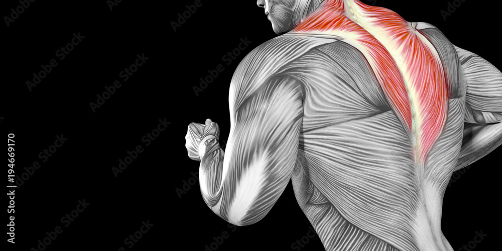 Human Male Body Anatomy Illustration with visible Muscles Stock ...