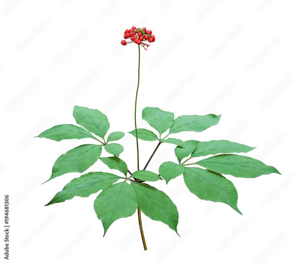 Korean wild root ginseng with berries. A close up of the wild most ...