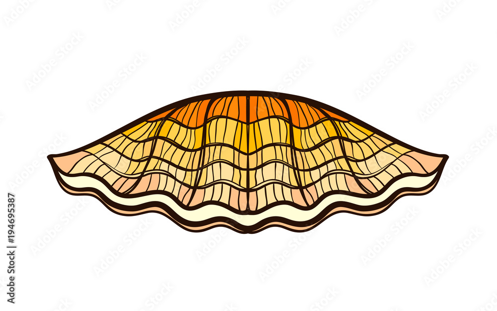 Sea shell isolated on white background Stock Vector | Adobe Stock