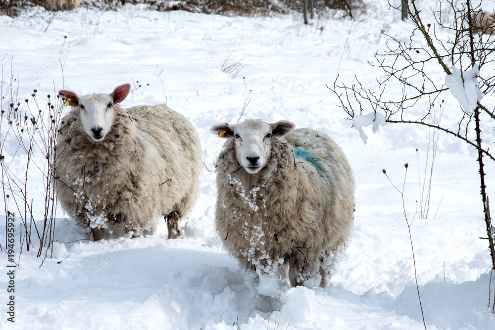Sheep in snow Stock Photo | Adobe Stock